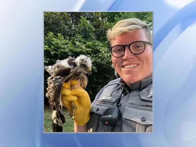 Officer saves baby hawk from busy intersection, ensuring rehabilitation
