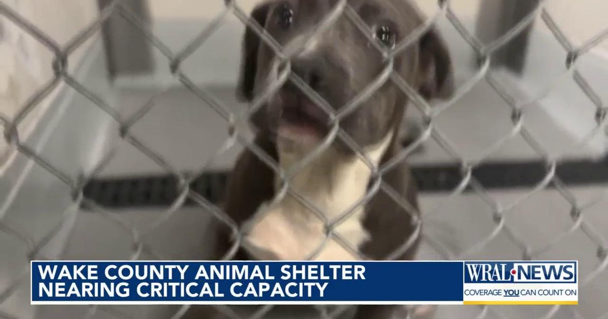 Wake County Animal Shelter reaching critical capacity for the fourth ...