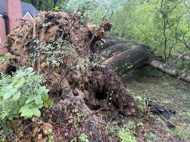 90-foot tall tree falls in Durham yard, crushing car