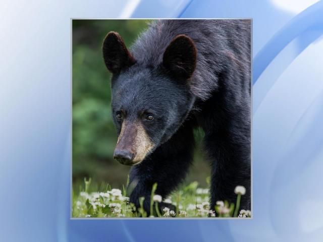 Eastern NC man shares close encounter with western Carolina bears