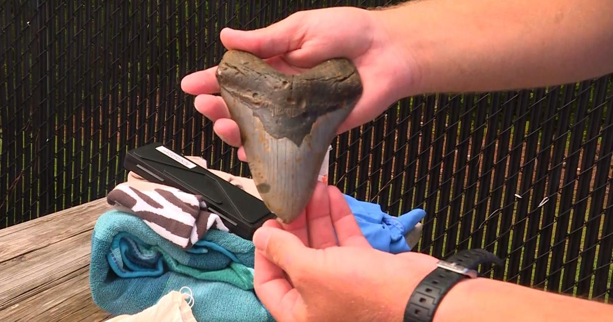 Diver discovers massive megalodon tooth off Wilmington coast :: WRAL.com