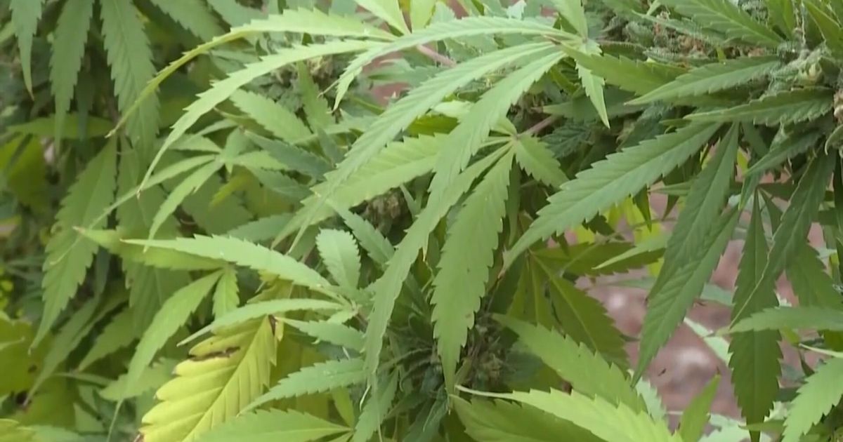 North Carolina hemp users face challenges as federal ban is set to ...