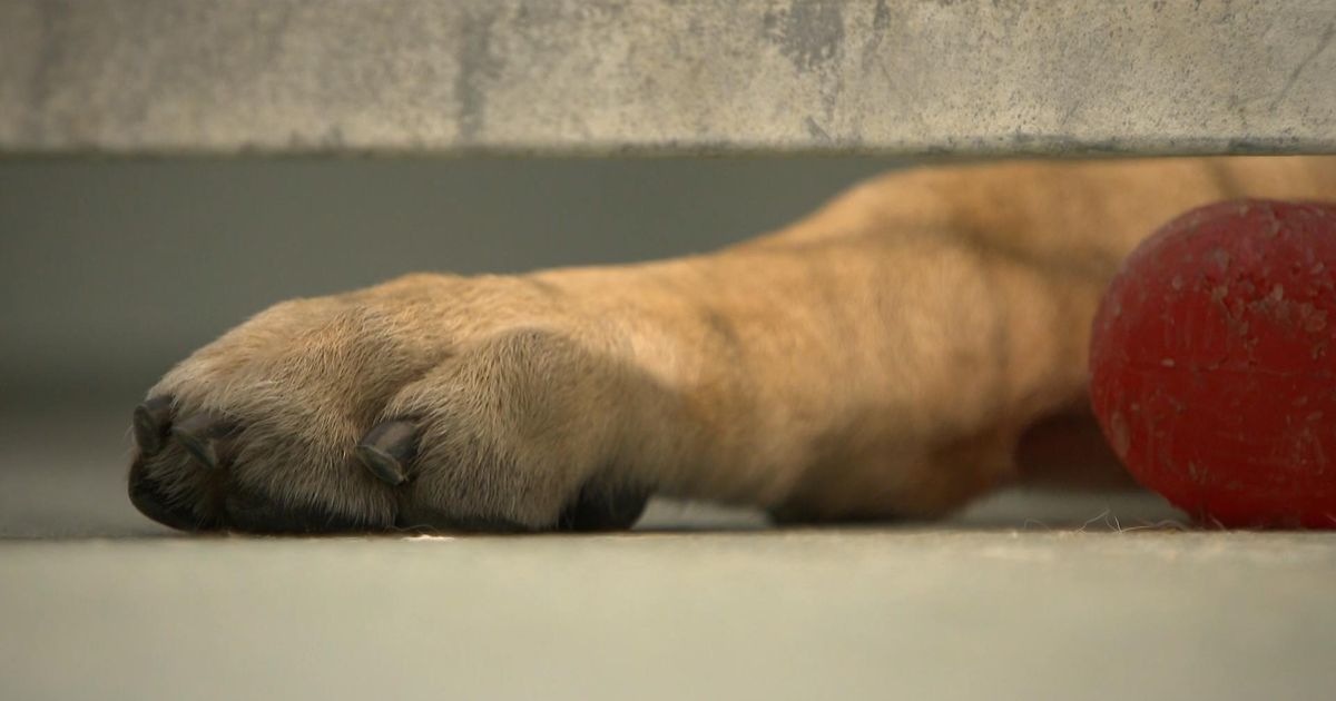 State fines Wake County Animal Center; report says conditions led to ...