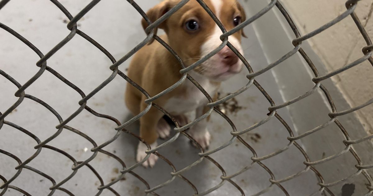 NC animal groups push for spay-and-neuter law, low-cost services amid ...
