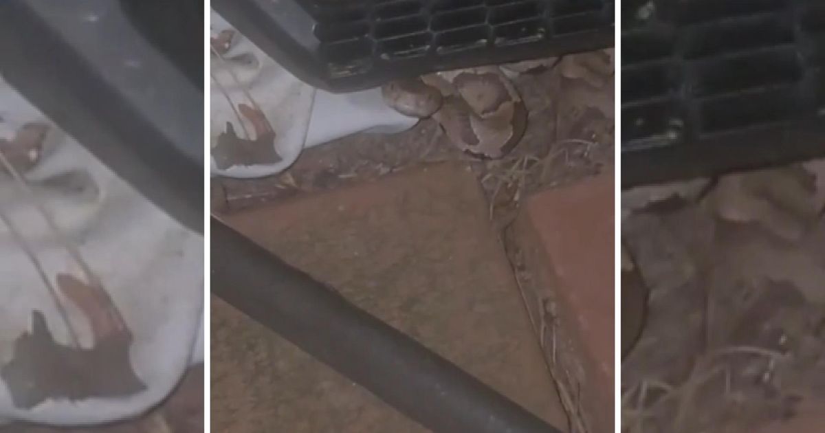 Warmer weather making snake sightings more likely. Here's what you can ...
