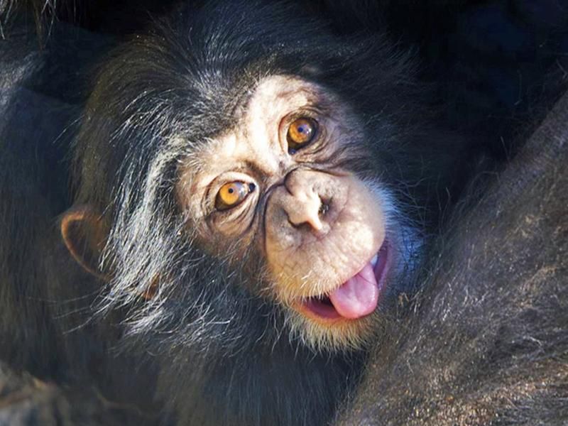 Zoo debuts new chimp