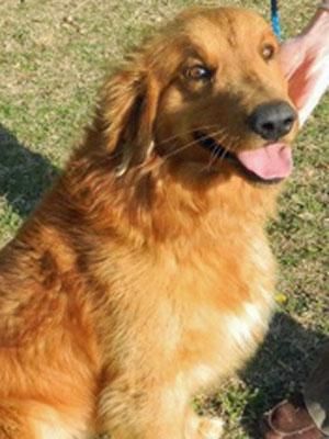 Rescue group names dog after WRAL newshound