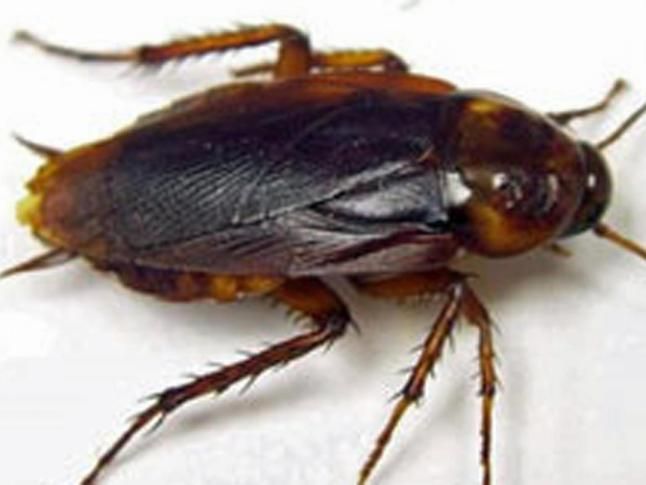 Indian docs remove live cockroach from woman's head