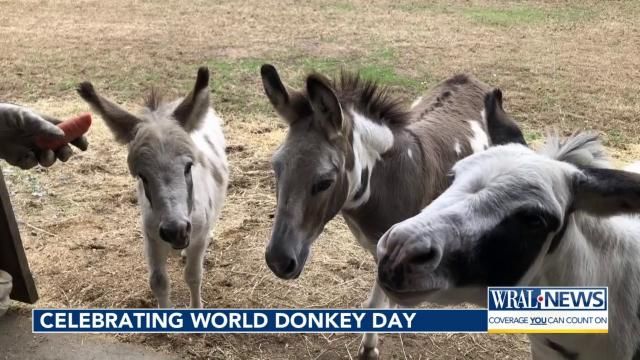 Gerald Owens celebrates his donkeys on World Donkey Day
