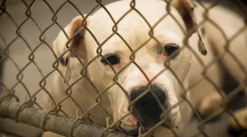 State fines Wake County Animal Center; report says conditions led to ...