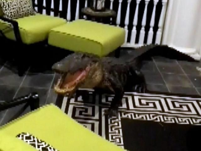 One SC family visited by the Easter Gator