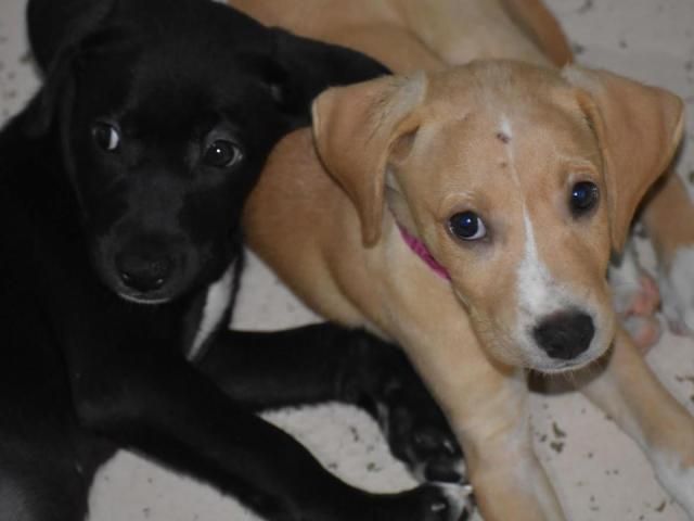 Puerto Rican dogs find new homes, hope after Hurricane Maria