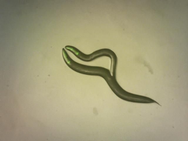 This Worm Evolved Self-Fertilization and Lost a Quarter of Its DNA