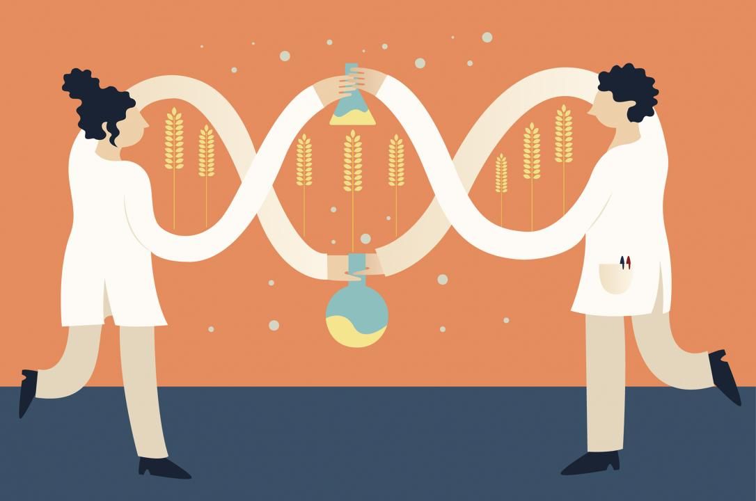 engineered crops nyt