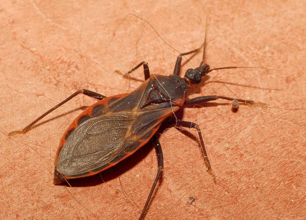 this kissing bug