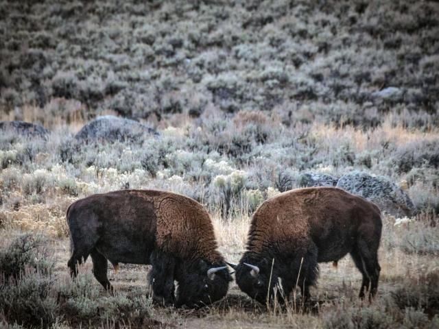 Your children's Yellowstone will be radically different