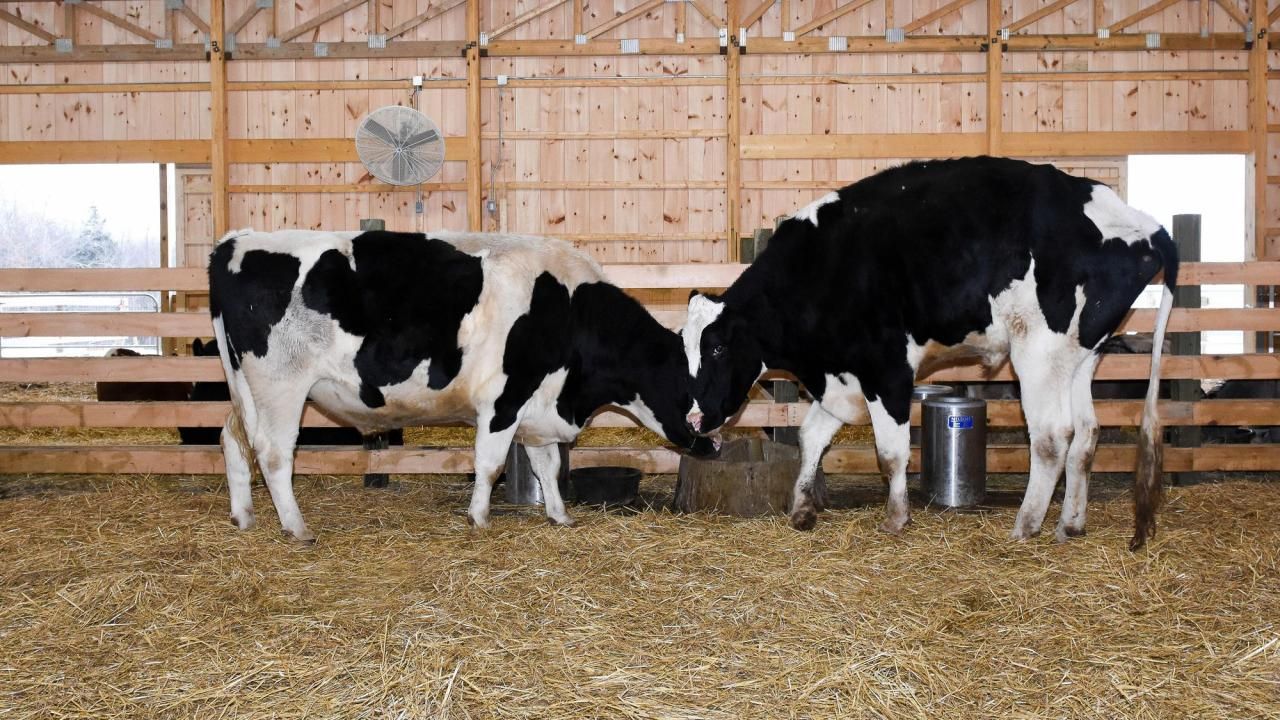 holstein calf size