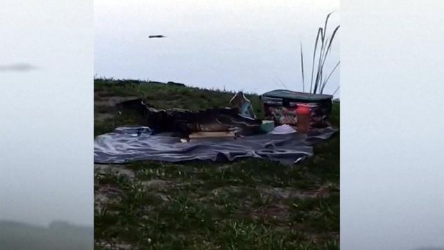 Gator snacks on picnic in Florida