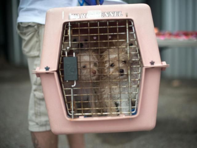 To keep US free of dog rabies, CDC proposes updates to dog import rules ...