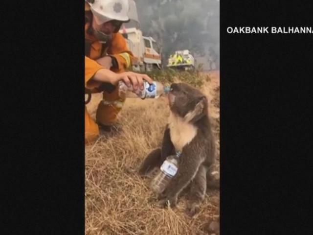 Firefighter With Koala