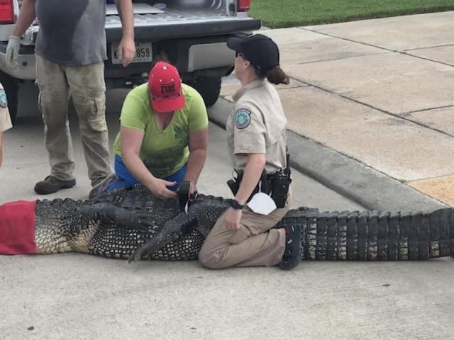 When a nearly 12-foot alligator came toward his 4-year-old, this dad ...