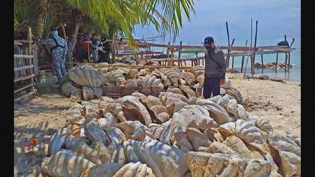 fossilized clam shell worth