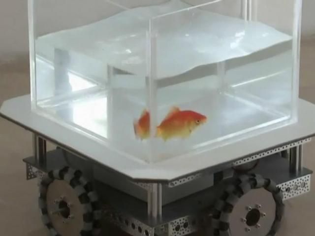 Scientists teach goldfish how to drive in new experiment