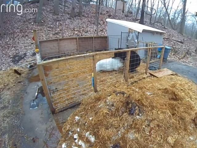 Ring doorbell cam shows pigs fight off bear