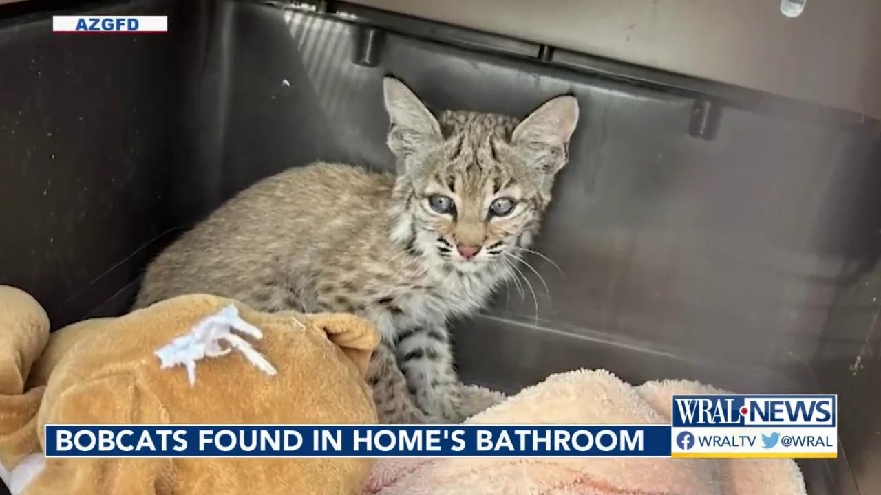 bobcat found