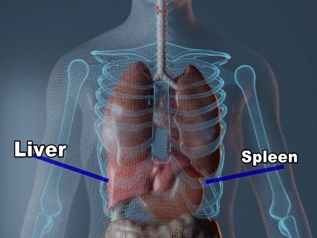 Florida surgeon mistakenly removes patient's liver instead of spleen ...