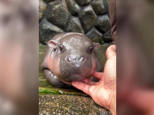 Baby hippo Moo Deng goes viral at Thailand zoo