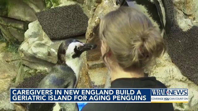 Caregivers in New England build a geriatric island for aging penguins