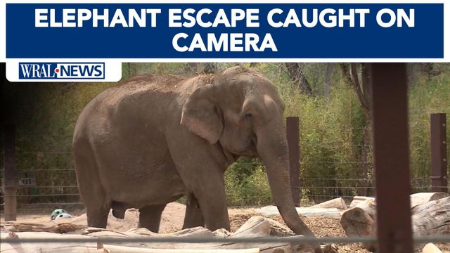 Caught on Camera: Alice the elephant escapes