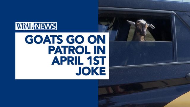 Police department swaps K-9s for baby goats for April Fool's Day joke