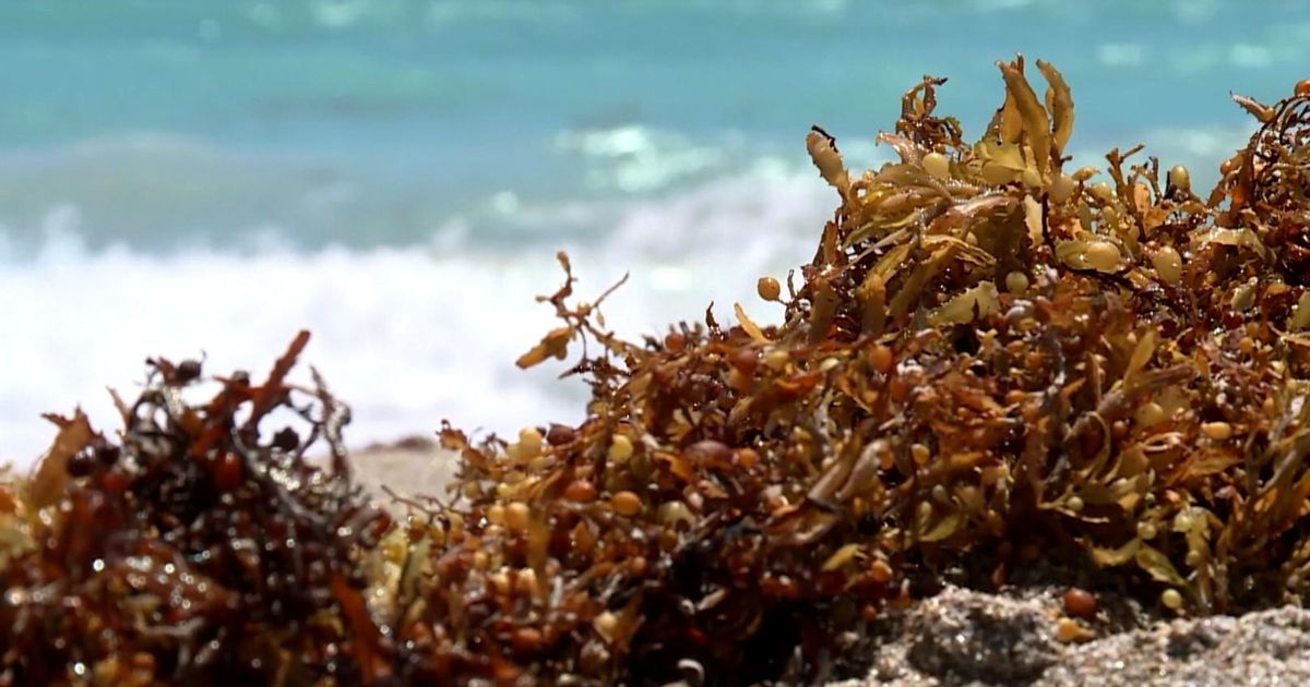 South Florida beachgoers annoyed by smelly seaweed. Cities try to rake ...