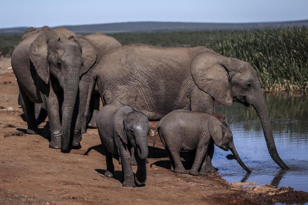 elephant without tusks