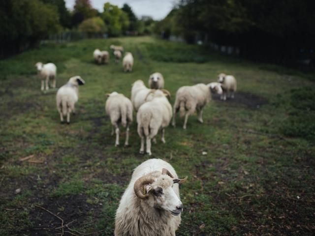 The world's most expensive sheep has just been purchased for $490,000