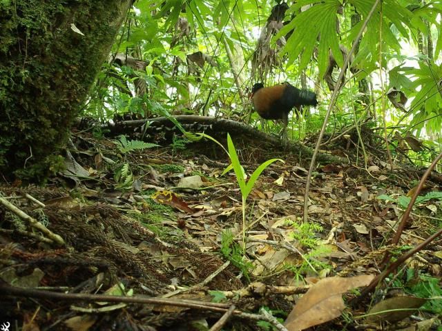 This bird hadn't been documented by scientists since 1882. Then they ...