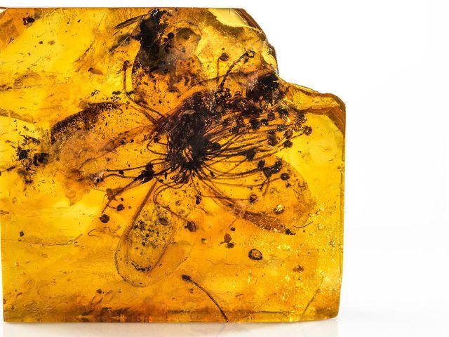 Unusually large fossilized flower preserved in amber identified