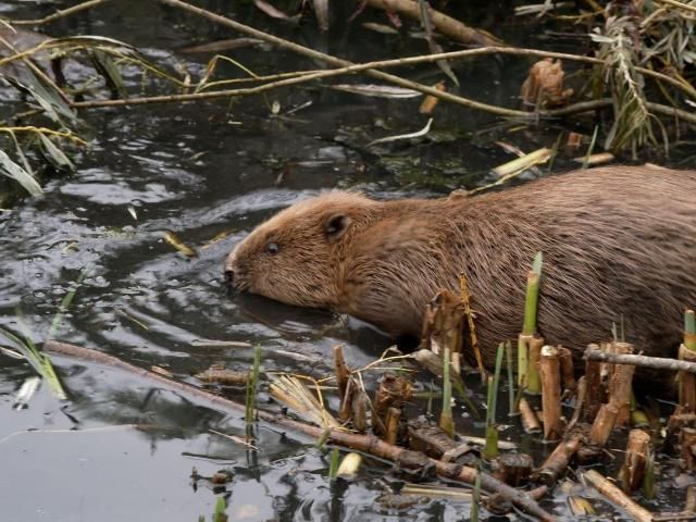 Wild beavers return to west London for the first time in 400 years