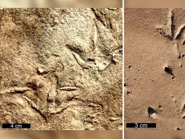 Millions of years before the earliest birds appeared, mystery animals ...