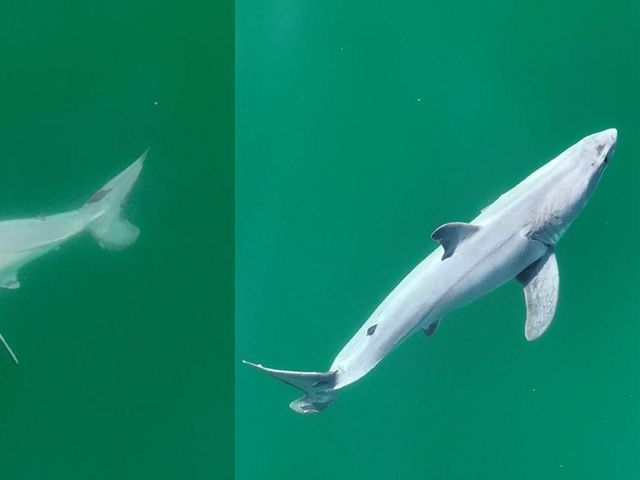 Great white sighting may reveal a ‘holy grail’ of shark science