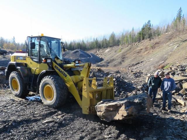 Rare ancient tree discovery has scientists ‘gobsmacked’
