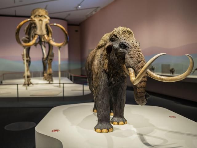 Elephant stem cells created in a lab for the first time could help ...