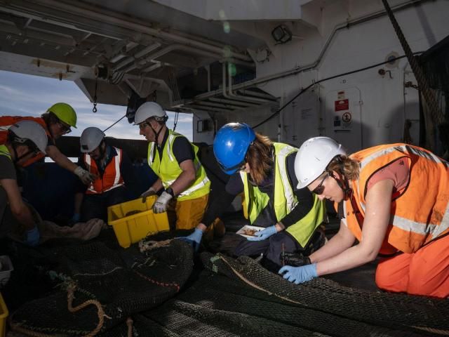 Scientists discover 100 potential new deep-sea species, including ...