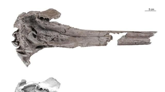 largest prehistoric dolphin