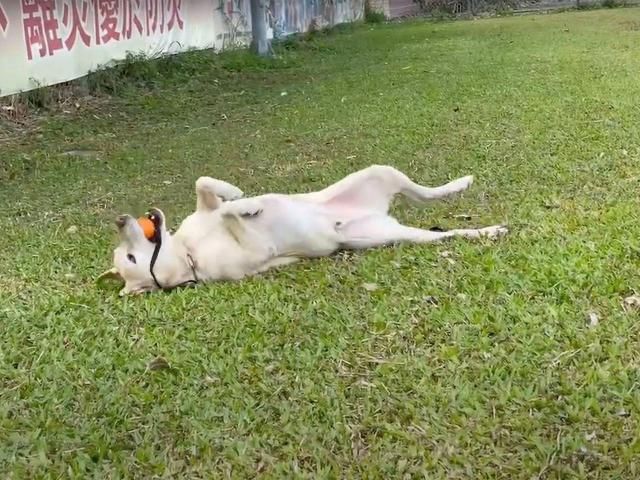 Roger, overly playful dog who failed police academy, becomes star of ...