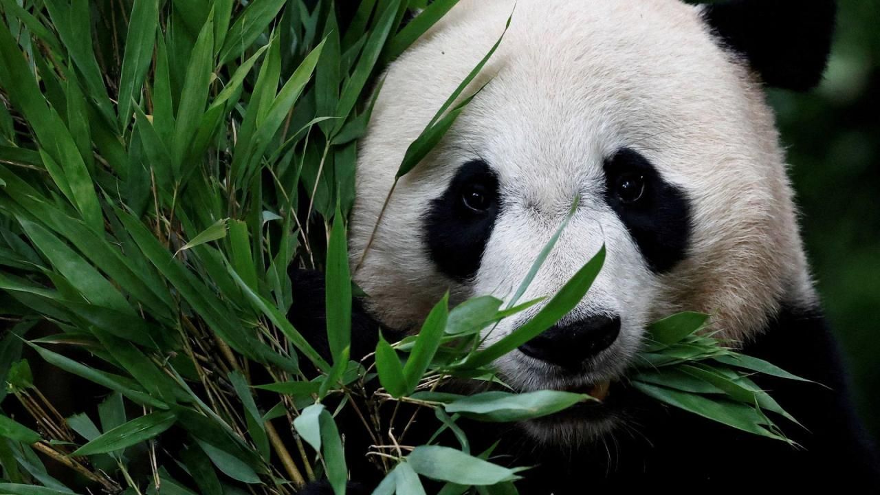 biggest panda express in the world