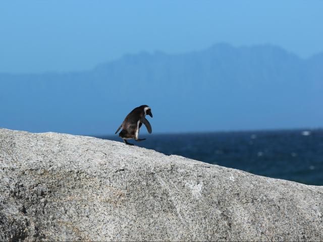 A runaway penguin spent two weeks missing at sea. A typhoon may have ...