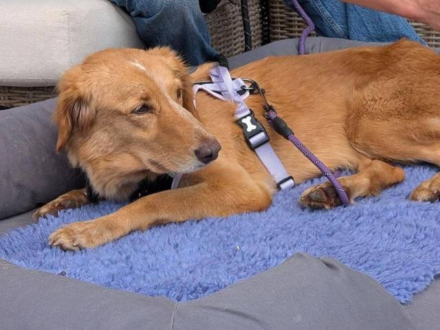 Lost dog returns home after swimming to island in 100-mile trip